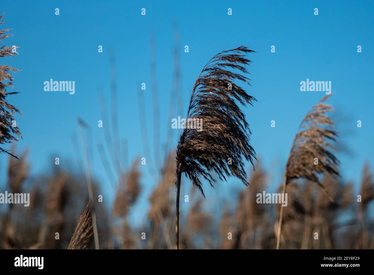 Wind blowing bush hi-res stock photography and images - Alamy