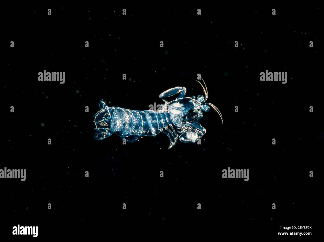 This is the larval stage of a shortnose mantis shrimp, Odontodactylus ...