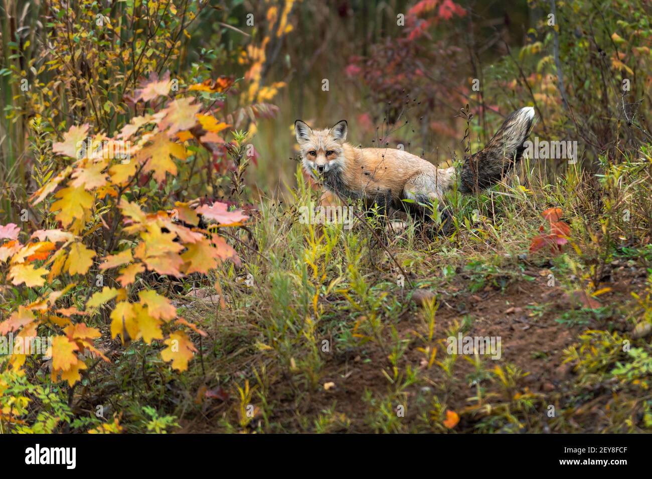 Fox marks hi-res stock photography and images - Alamy
