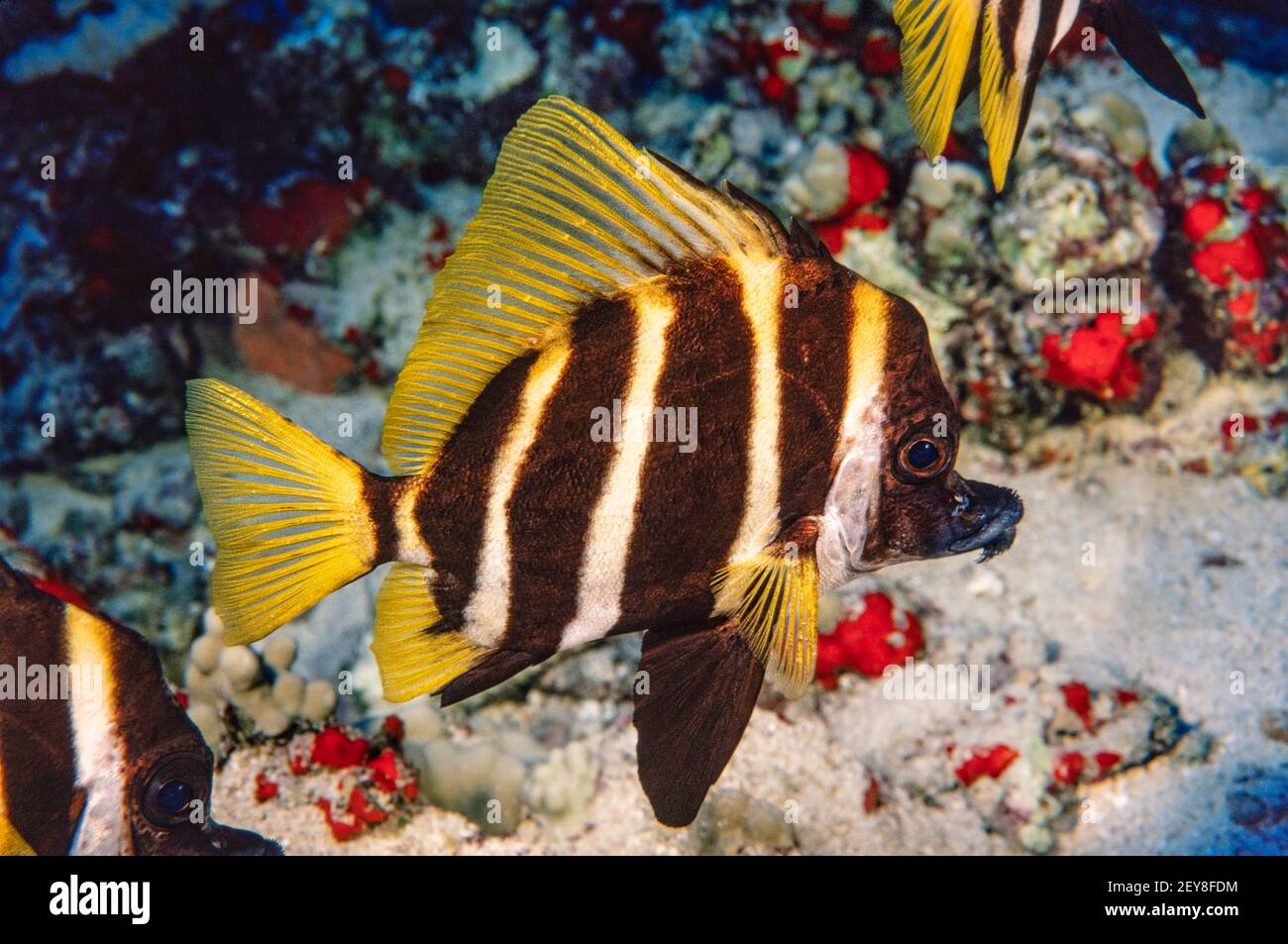 The striped boarfish or whiskered boarfish, Evistias acutirostris, is ...