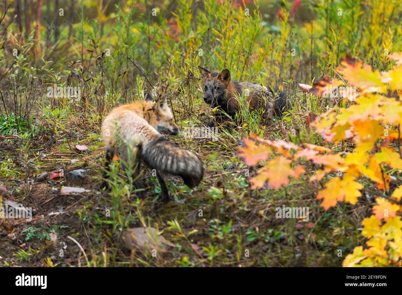 Red and Cross Fox (Vulpes vulpes) Face Off Autumn - captive animals Stock Photo - Alamy