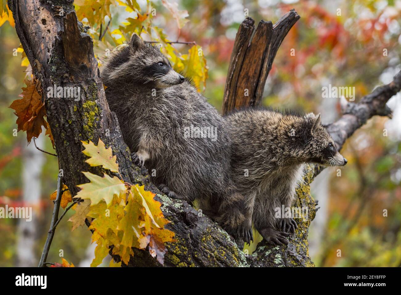 Raccoons (Procyon lotor) Turn Right in Tree Autumn - captive animals ...