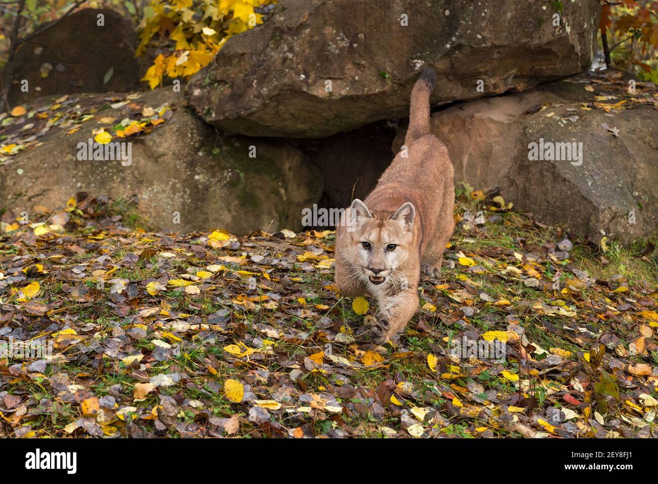 Puma concolor den hi-res stock photography and images - Alamy
