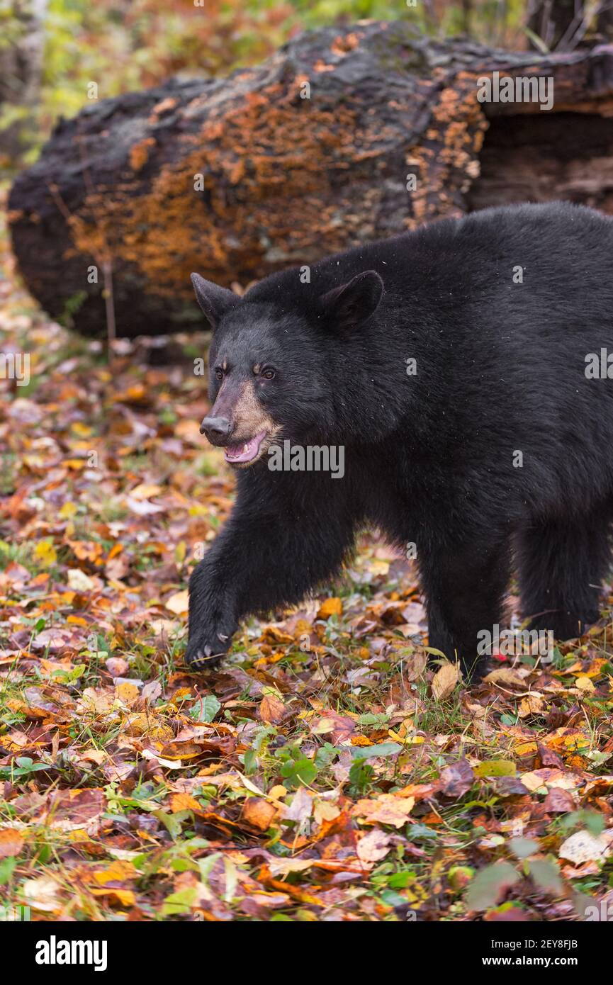 Bear steps hi-res stock photography and images - Alamy