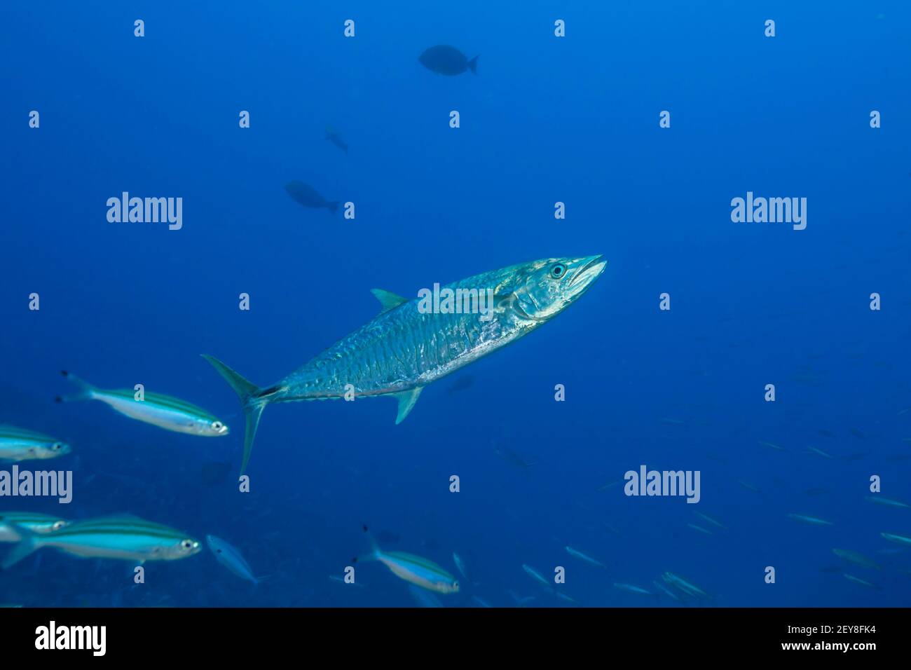 A narrow-barred Spanish mackerel, Scomberomorus commerson, Fiji. These ...