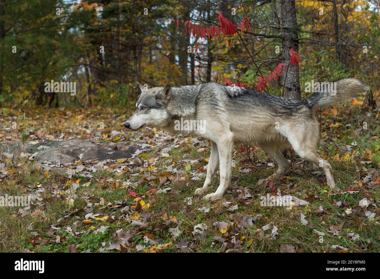 Grey Wolf (Canis lupus) Urinates Near Tree Autumn - captive animal ...