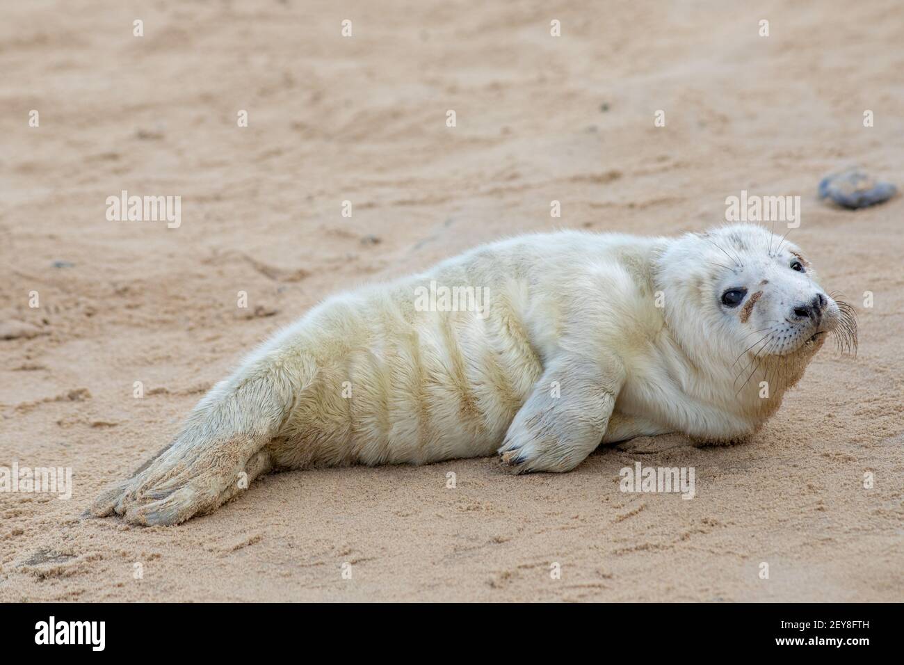 Two skin folds hi-res stock photography and images - Alamy
