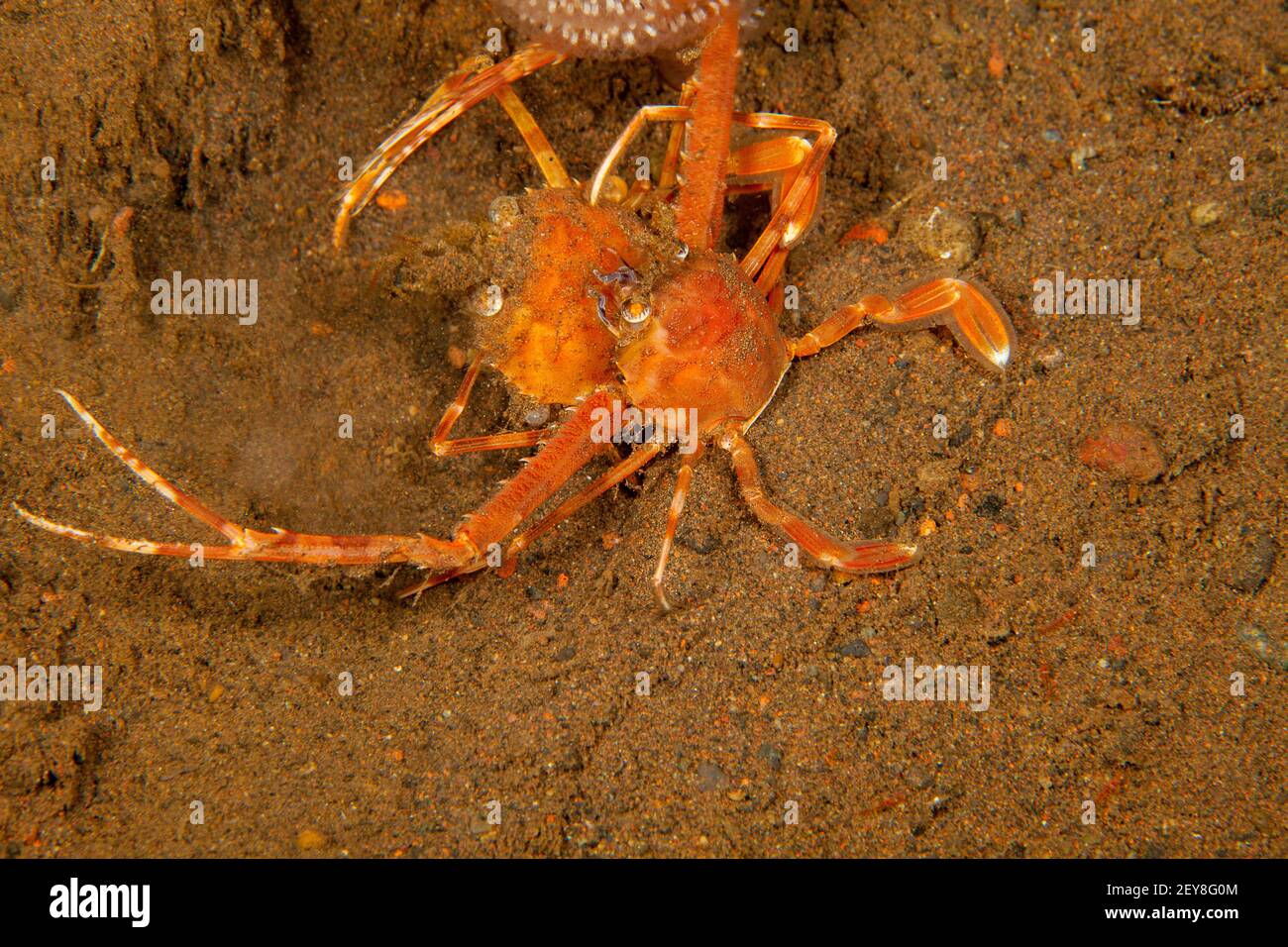 Rounded swimming crab hi-res stock photography and images - Alamy