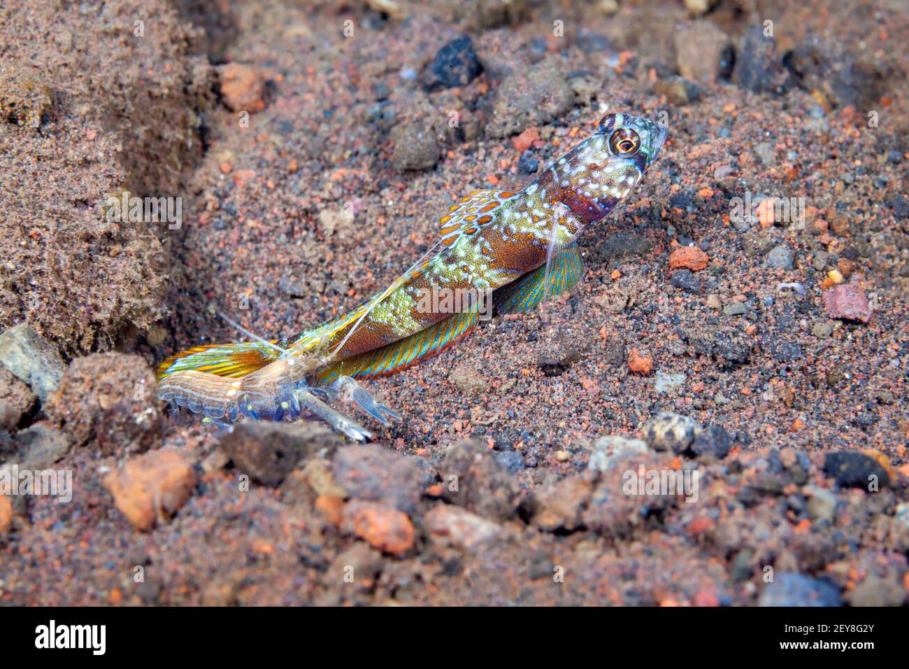 Wide-barred shrimpgoby, Amblyeleotris latifasciata, with a white lined ...