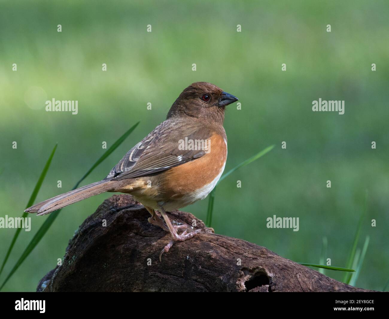 Portrait of a female eastern towhee, Pipilo erythropthalmus Stock Photo ...