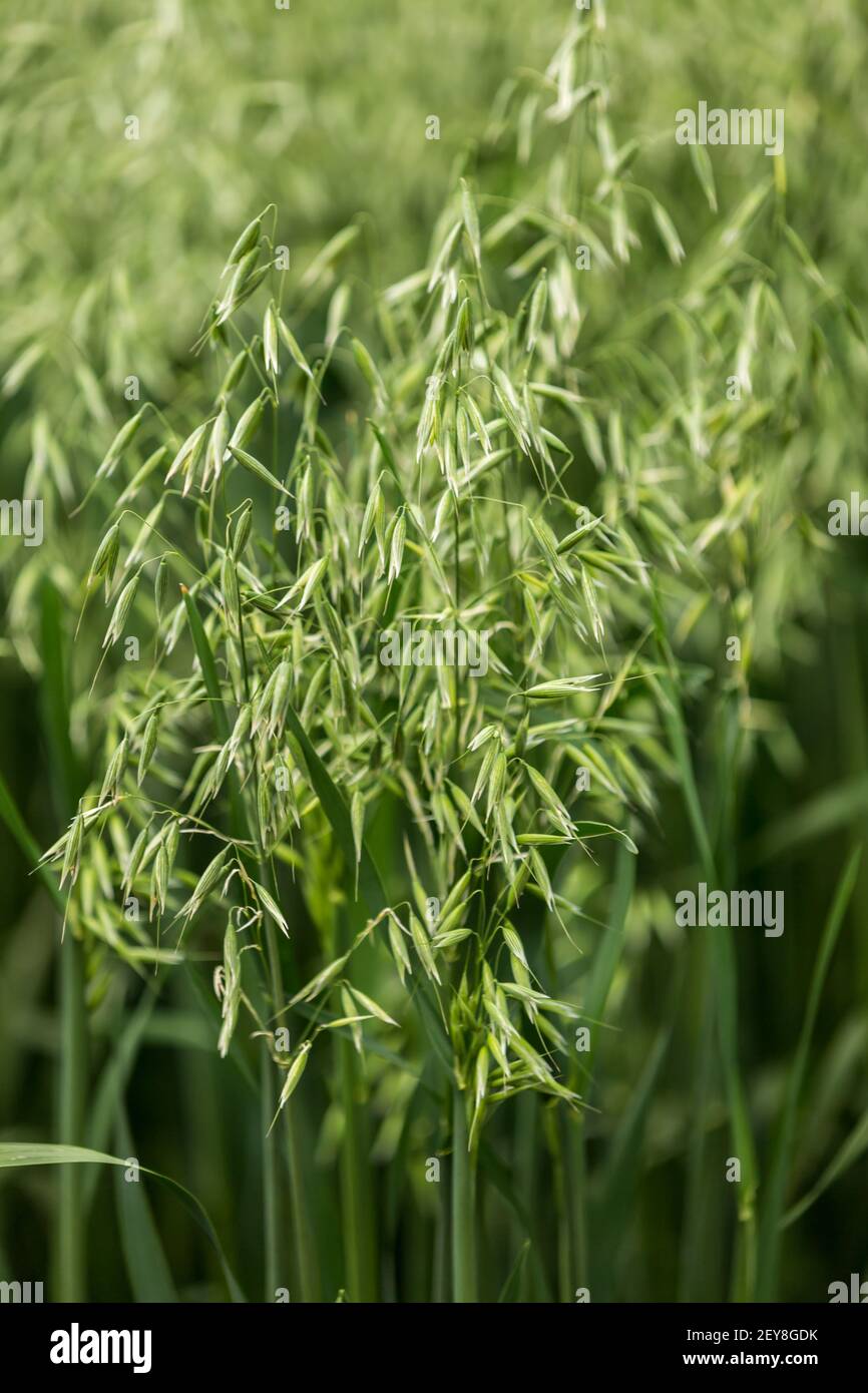 Young ears corn green hi-res stock photography and images - Alamy