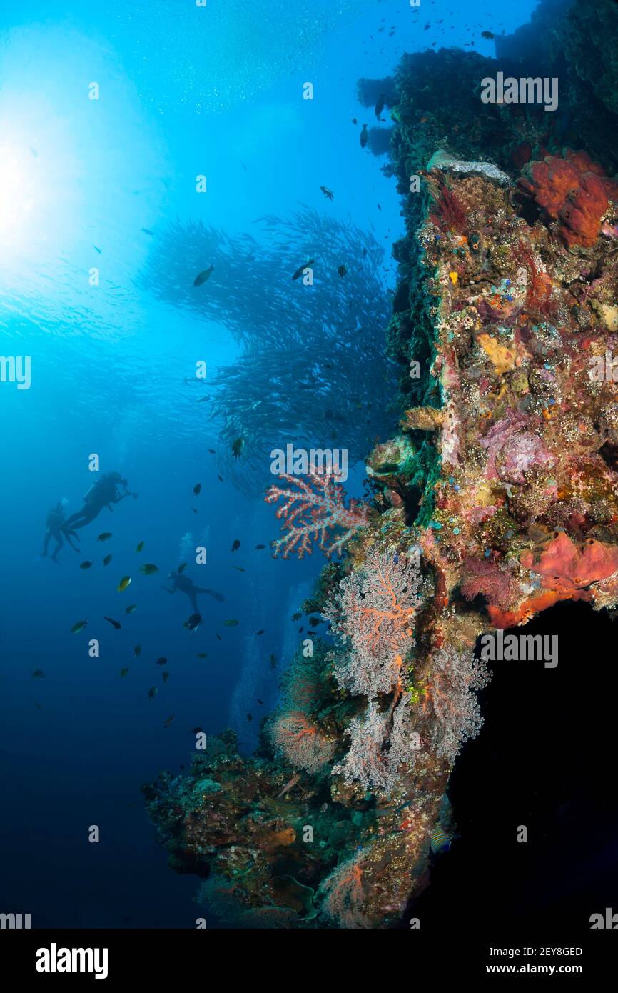 Three divers (MR) with a huge school of jacks on the outside of the ...