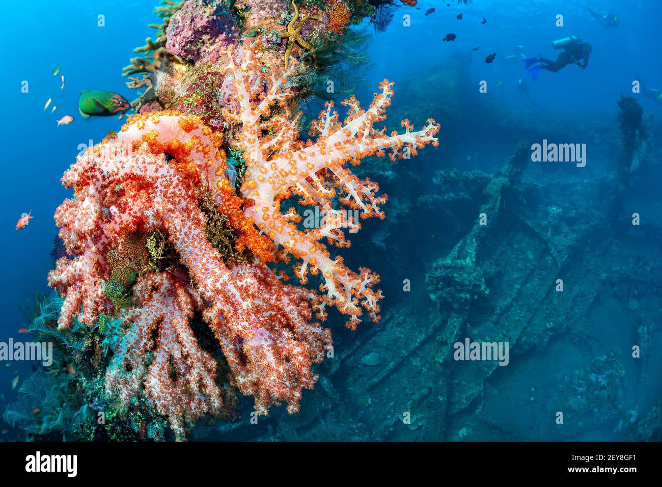 Soft coral encrusting a rib of the Liberty wreck, Tulamben, Bali ...