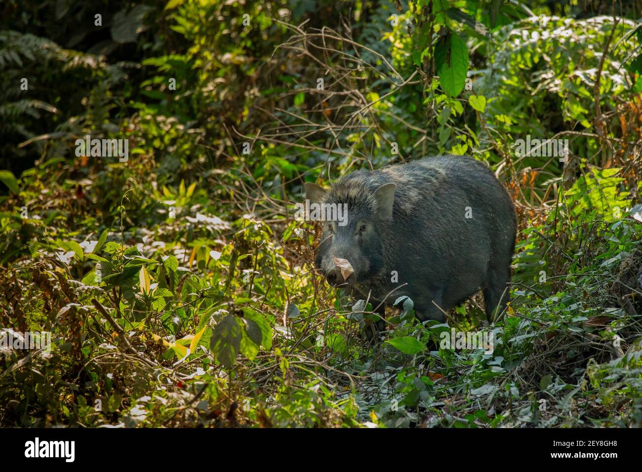 Wild boar habitat hi-res stock photography and images - Alamy