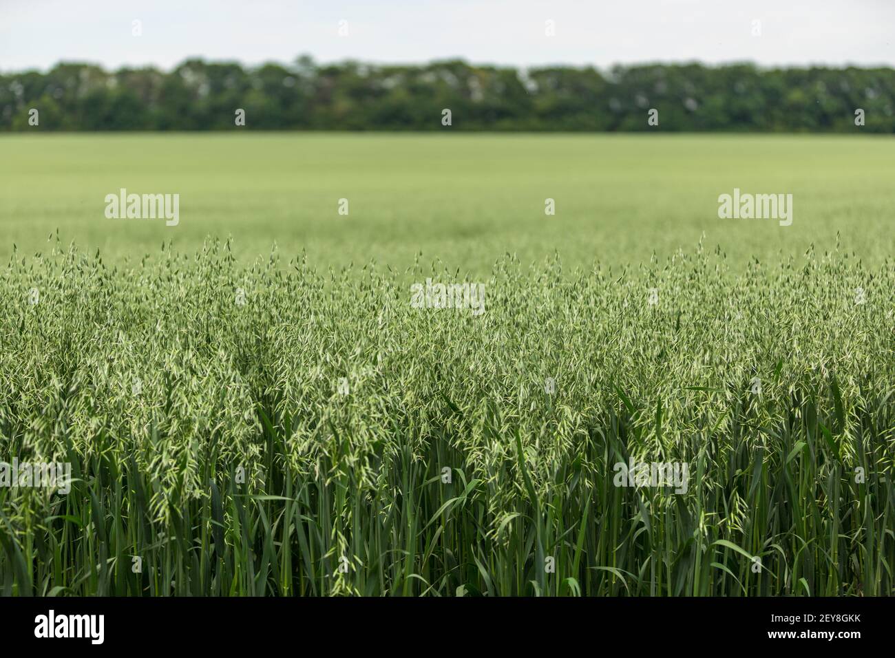 Green ears of oats on the field Stock Photo - Alamy