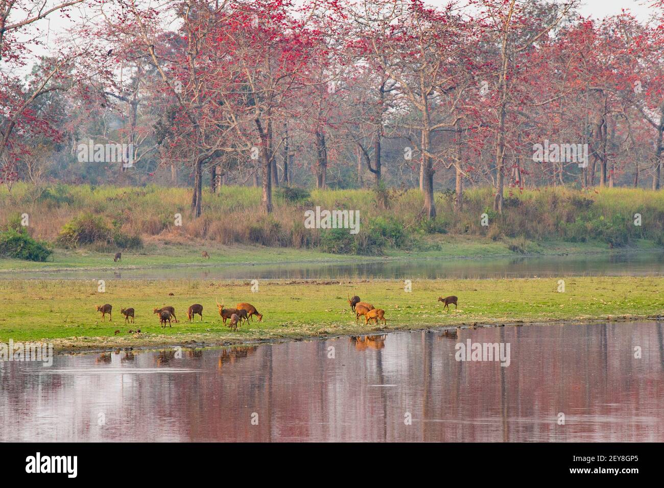 Hog Deer (Axis porcinus Stock Photo - Alamy