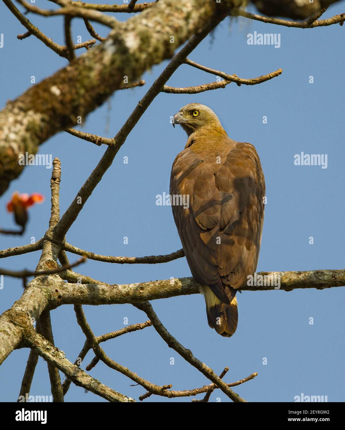 Grey headed fish eagle hi-res stock photography and images - Alamy