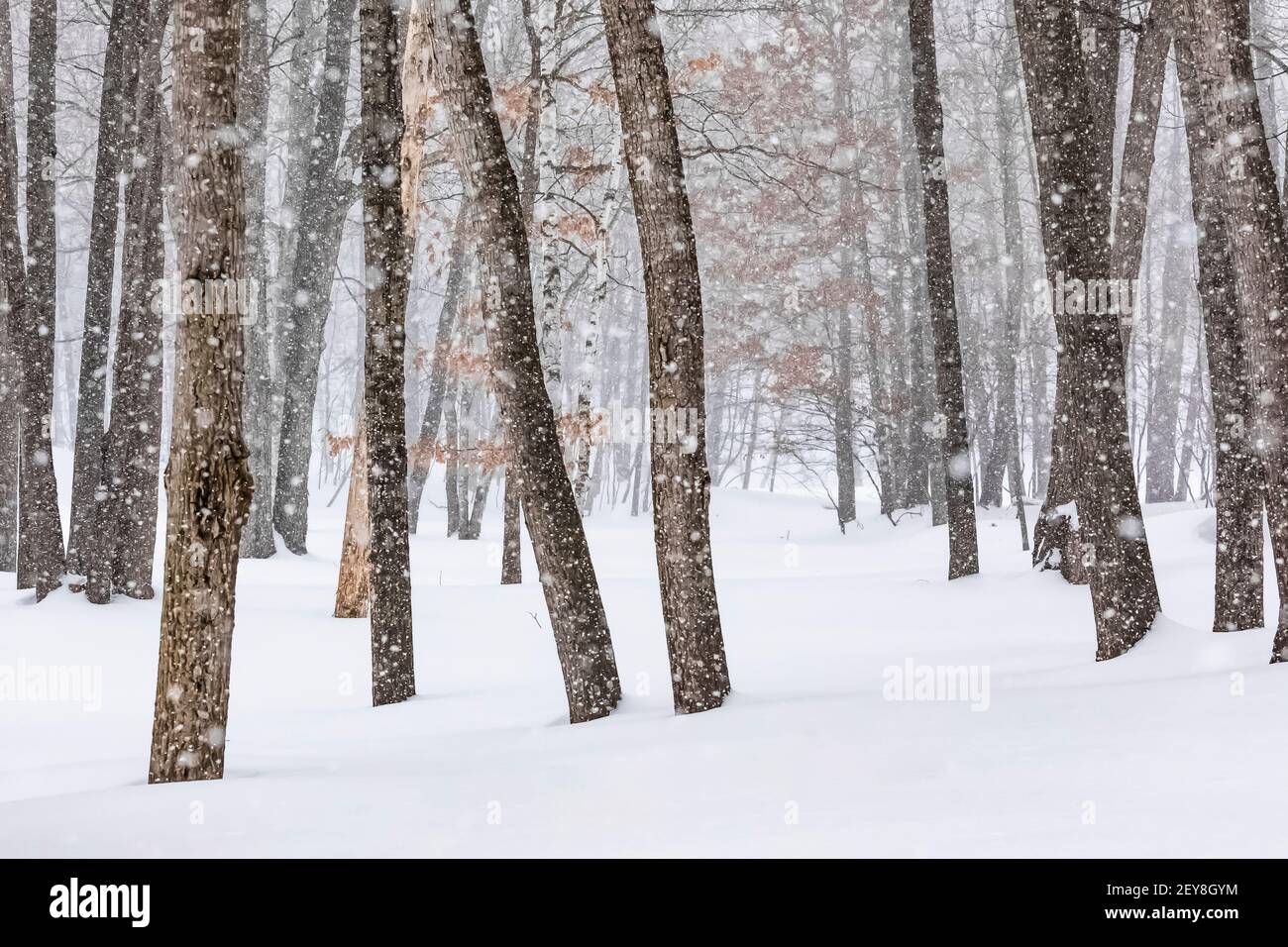 The silence of a winter snowfall in the forest in central Michigan, USA ...