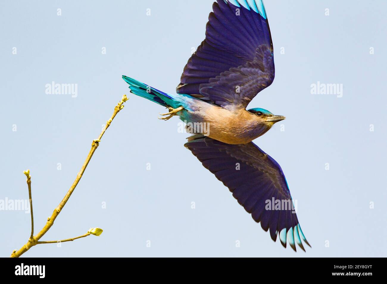 Indian roller birds hi-res stock photography and images - Alamy