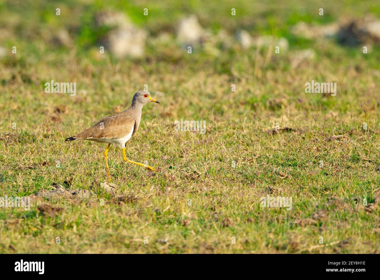 Grey-Headed Lapwing (Vanellus cinereus) on the ground Stock Photo - Alamy