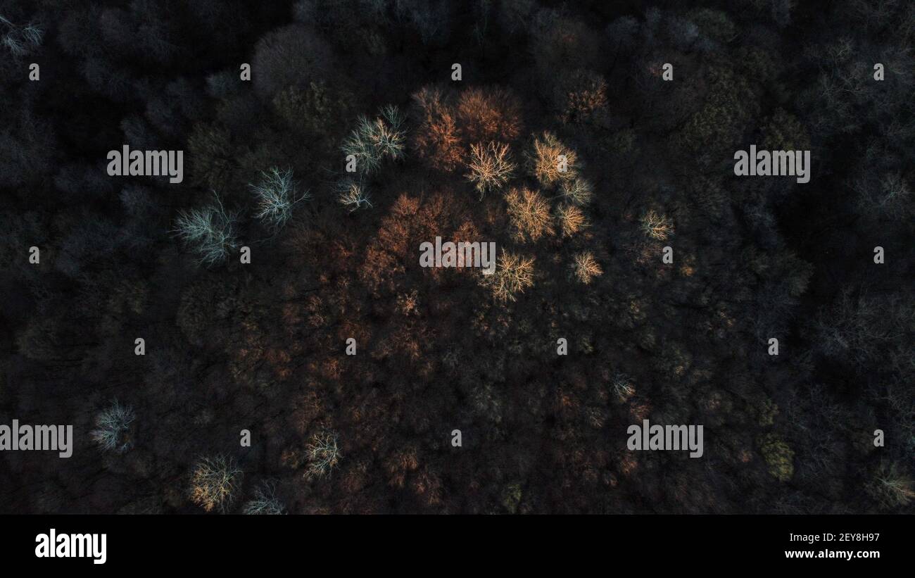 An aerial view of a landscape covered in tall colorful trees in autumn ...