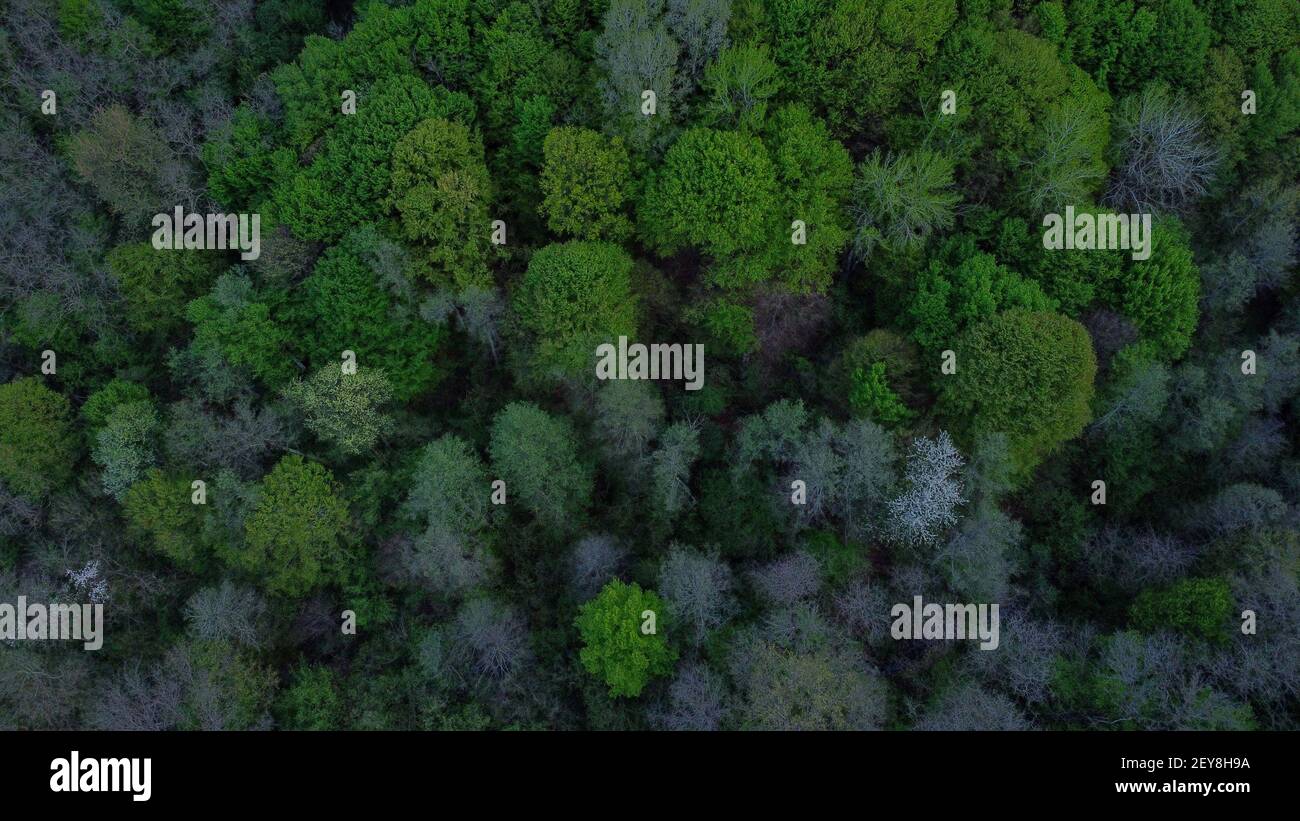 An aerial view of a landscape covered in tall green trees Stock Photo ...