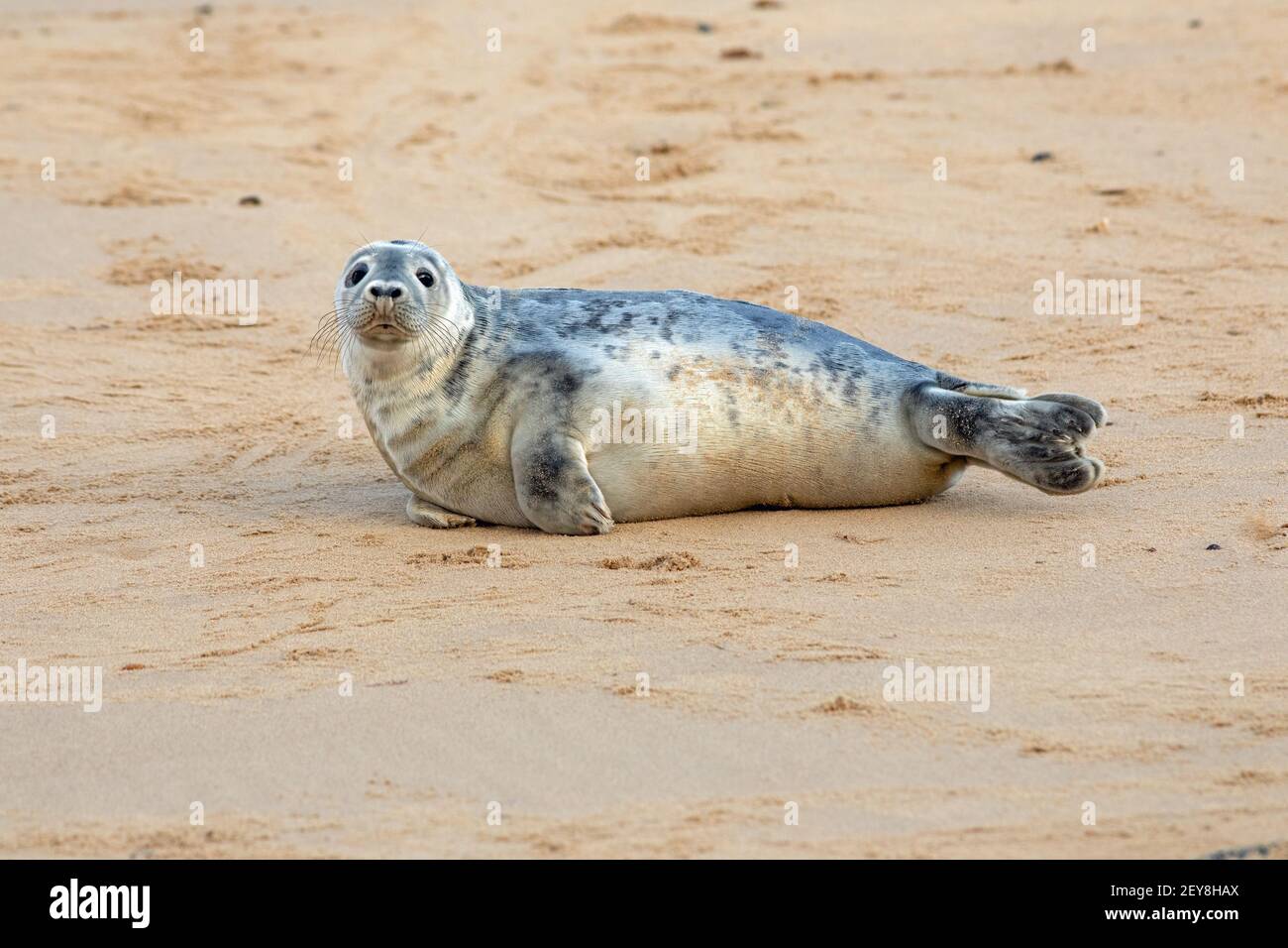 Lying side by side on beach hi-res stock photography and images - Alamy