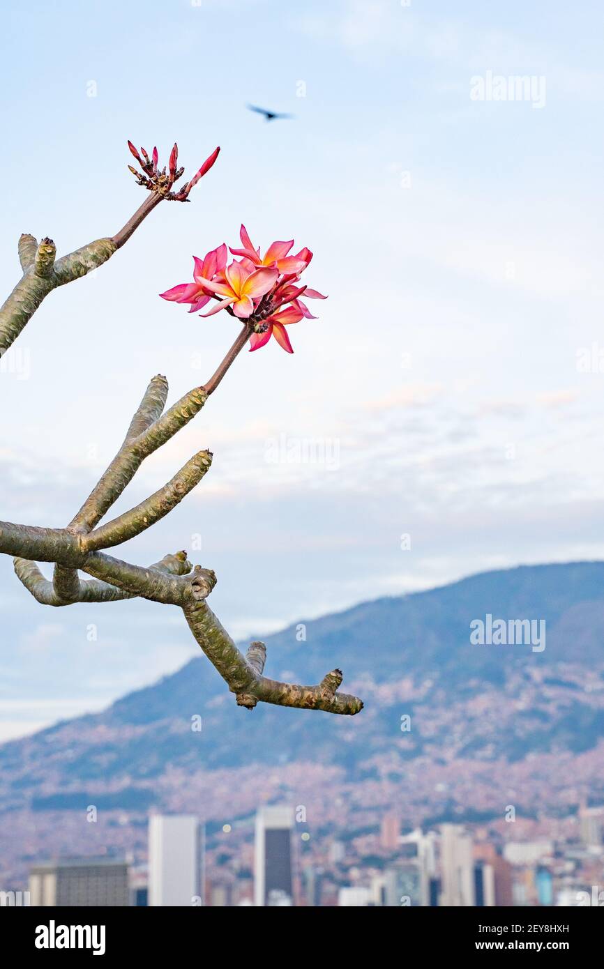 tree in bloom on the heights of Medellin, Antioquia, Colombia Stock ...