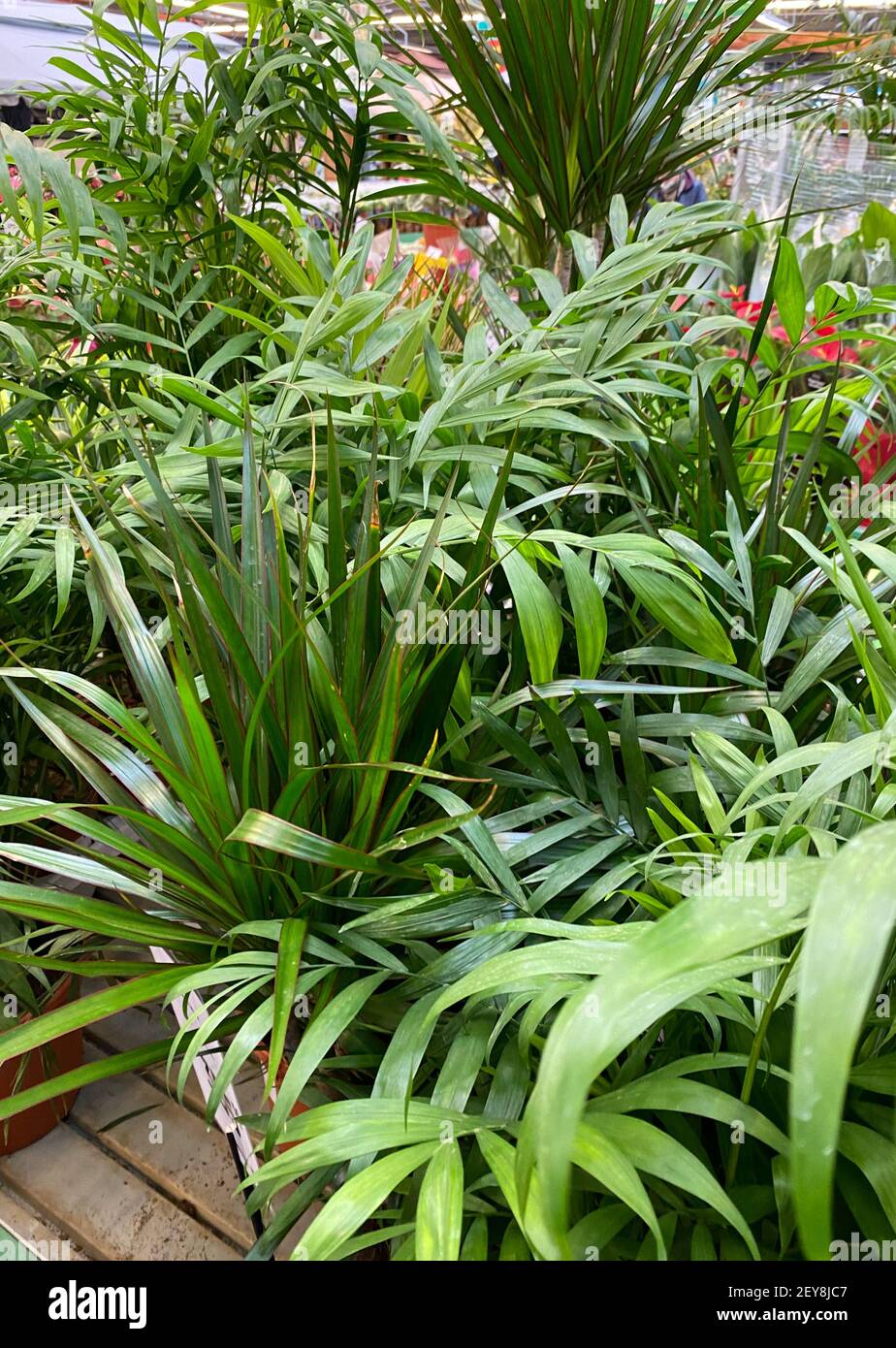 green decorative palm trees in flower shop Stock Photo - Alamy