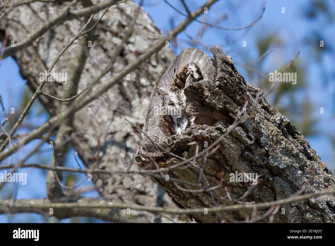 Eastern Screech Owl hiding in a tree cavity showing its incredible ...