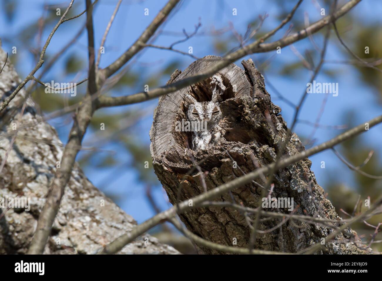Eastern Screech Owl hiding in a tree cavity showing its incredible ...