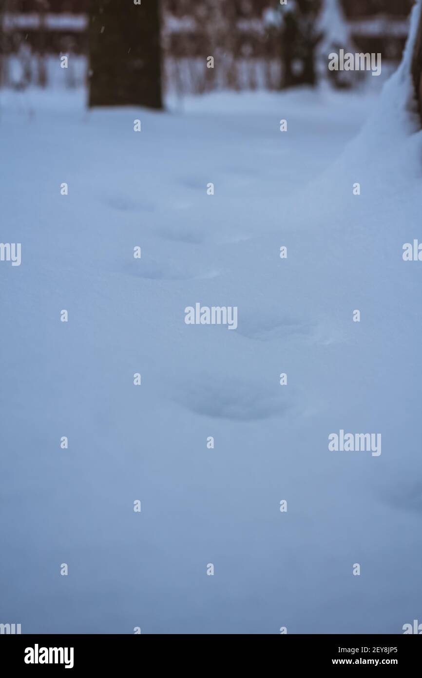 A vertical shot of animal paw steps on the snow in a forest with a ...