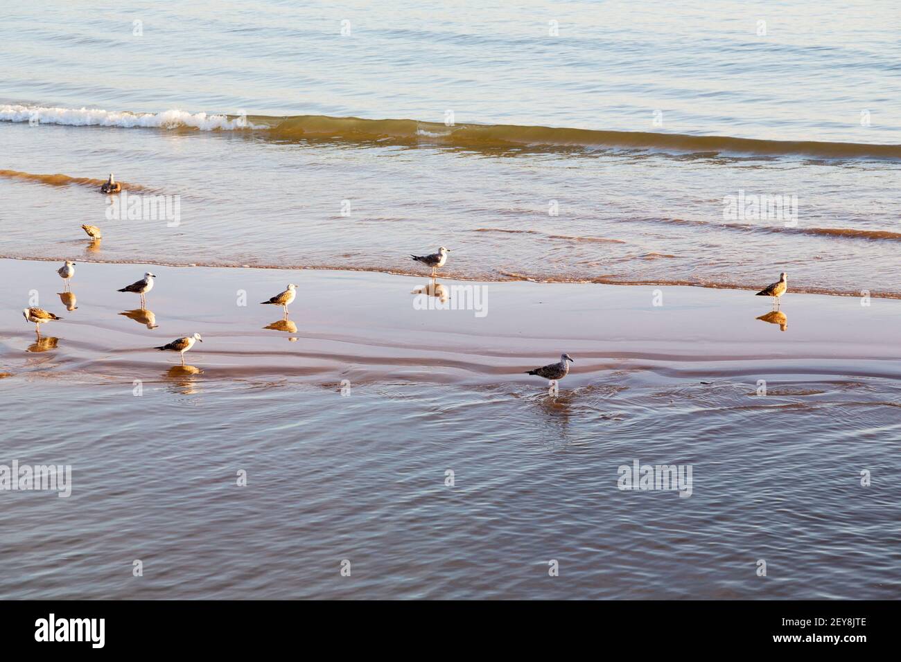 Wave and bird Stock Photo - Alamy