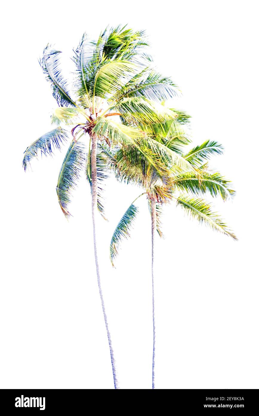 Front palm highlights Stock Photo - Alamy