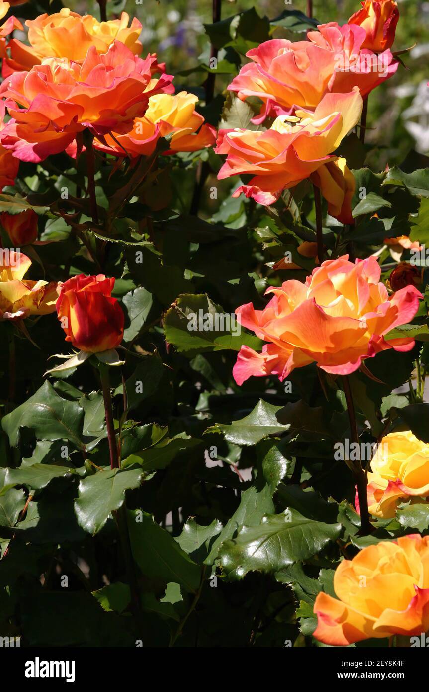 A vertical closeup of beautiful Rio Samba roses, in Seattle during ...