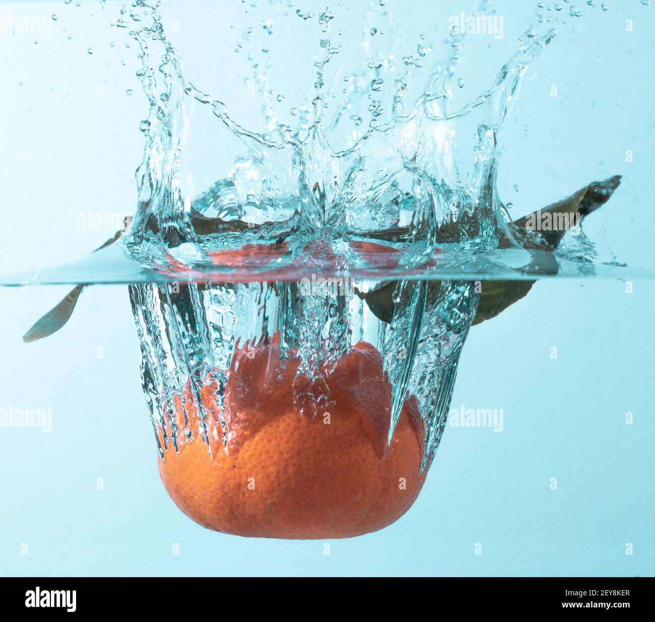 A ripe fresh mandarin falling into the clear water and splashing it ...