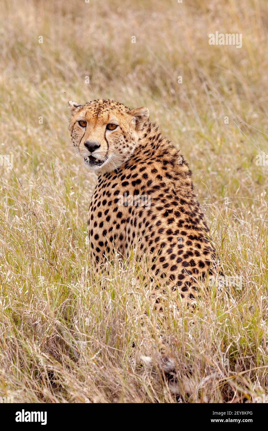 Cheetah looking back in hi-res stock photography and images - Alamy