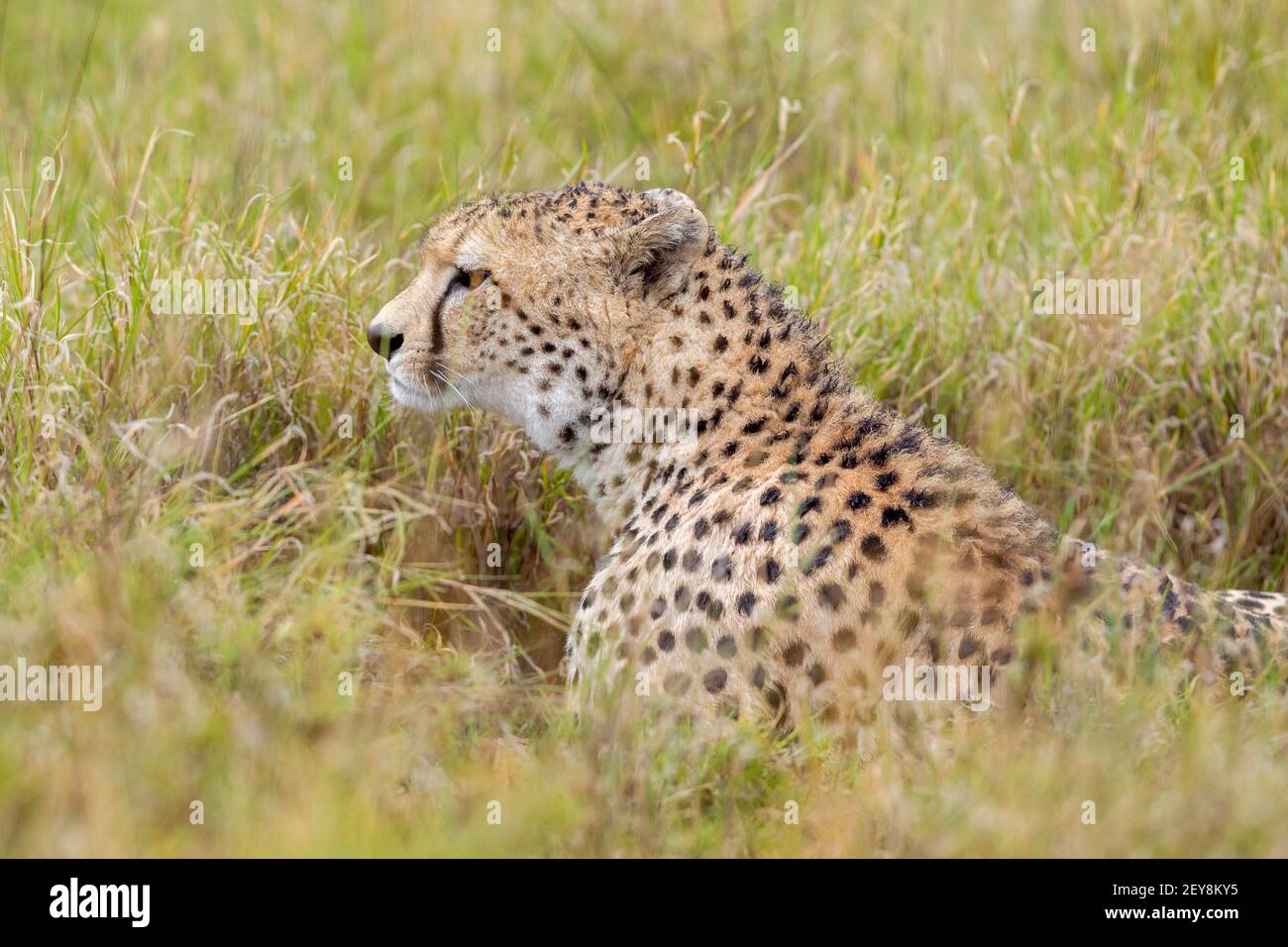 An adult female cheetah alert looking forwards, laying in short ...