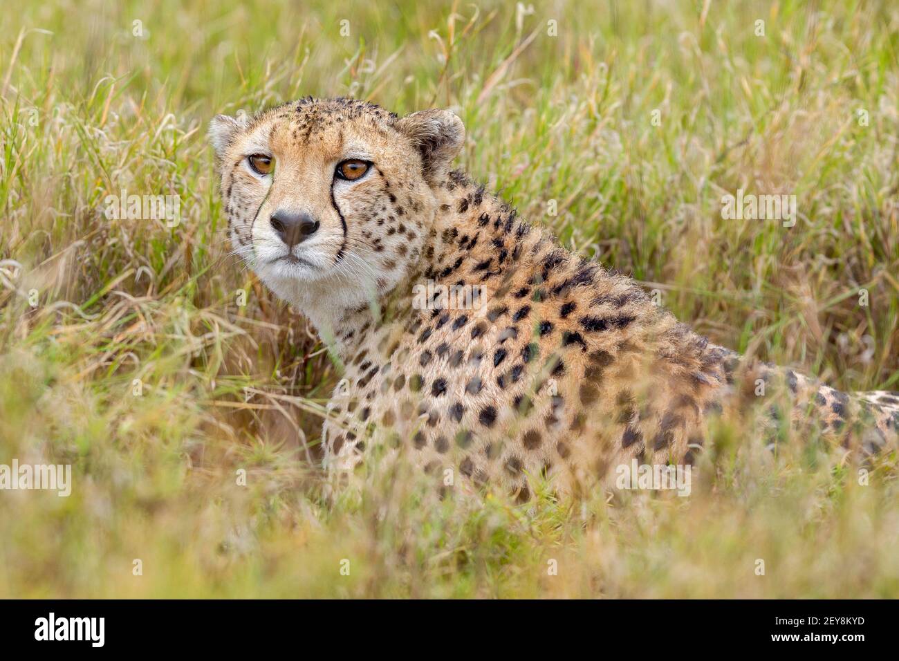 Meru national park cat hi-res stock photography and images - Alamy