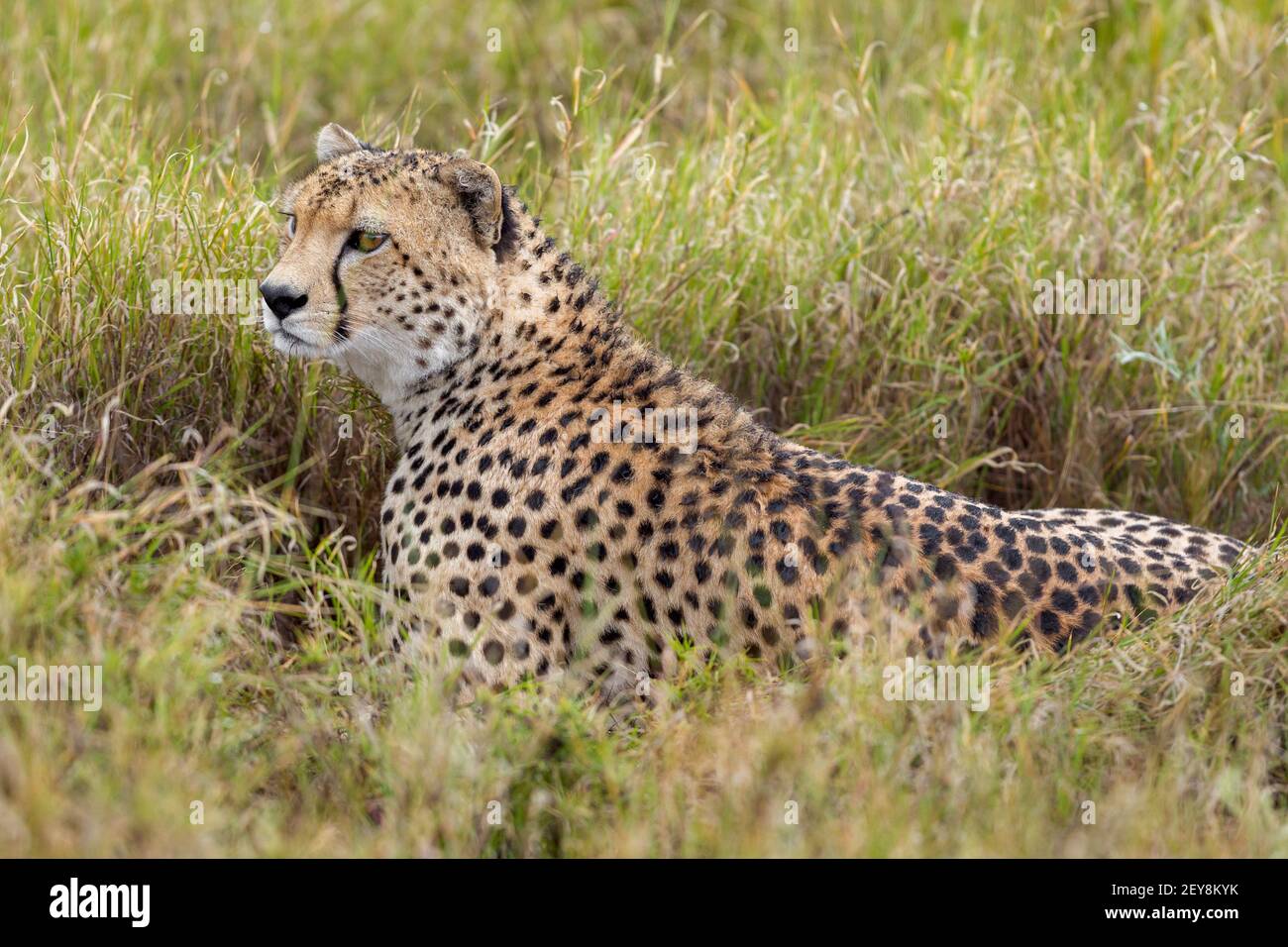 An adult female cheetah alert looking forwards, laying in short ...