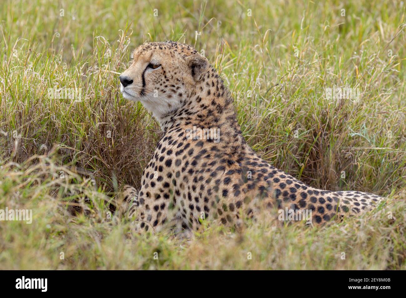 An adult female cheetah alert looking forwards, laying in short ...