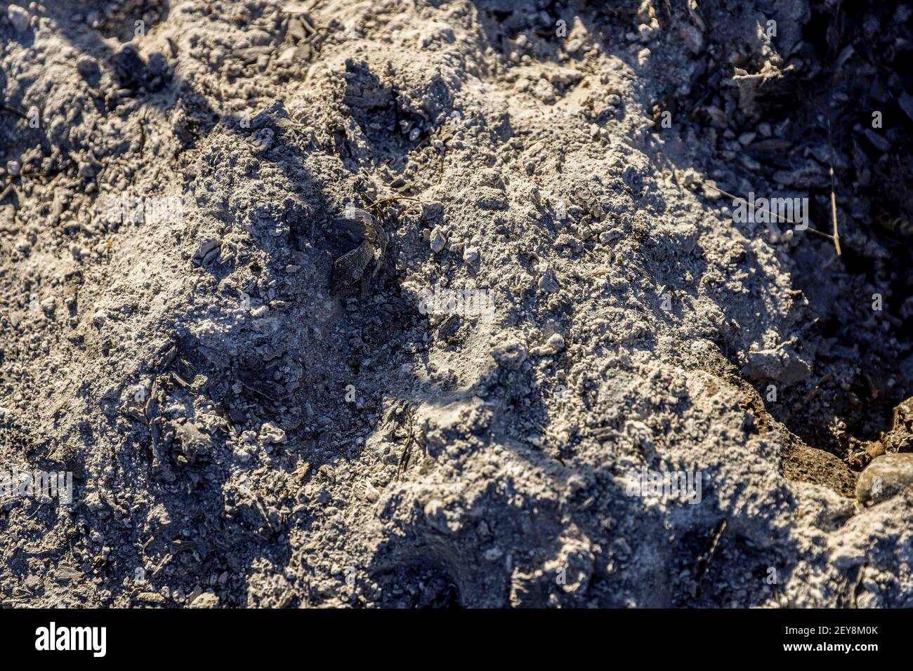 Soil texture, dry branches and ashes in rural area Real del Alamito in ...