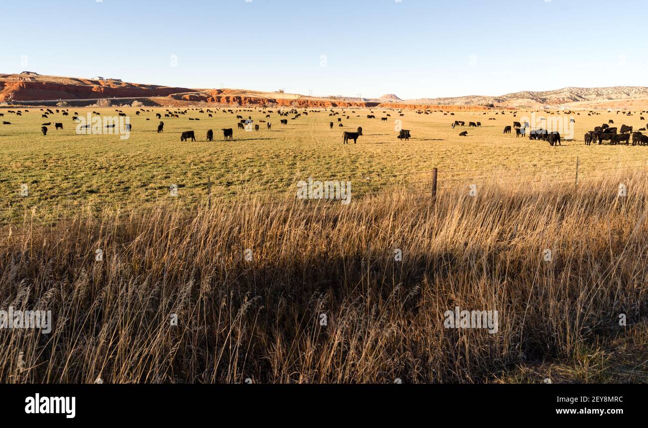 Black Angus Cattle Graze Large Ranch Wyoming Domestic Animal Stock ...