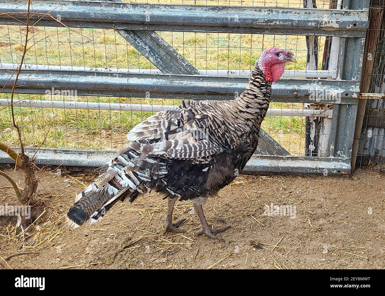 Heritage breed hi-res stock photography and images - Alamy