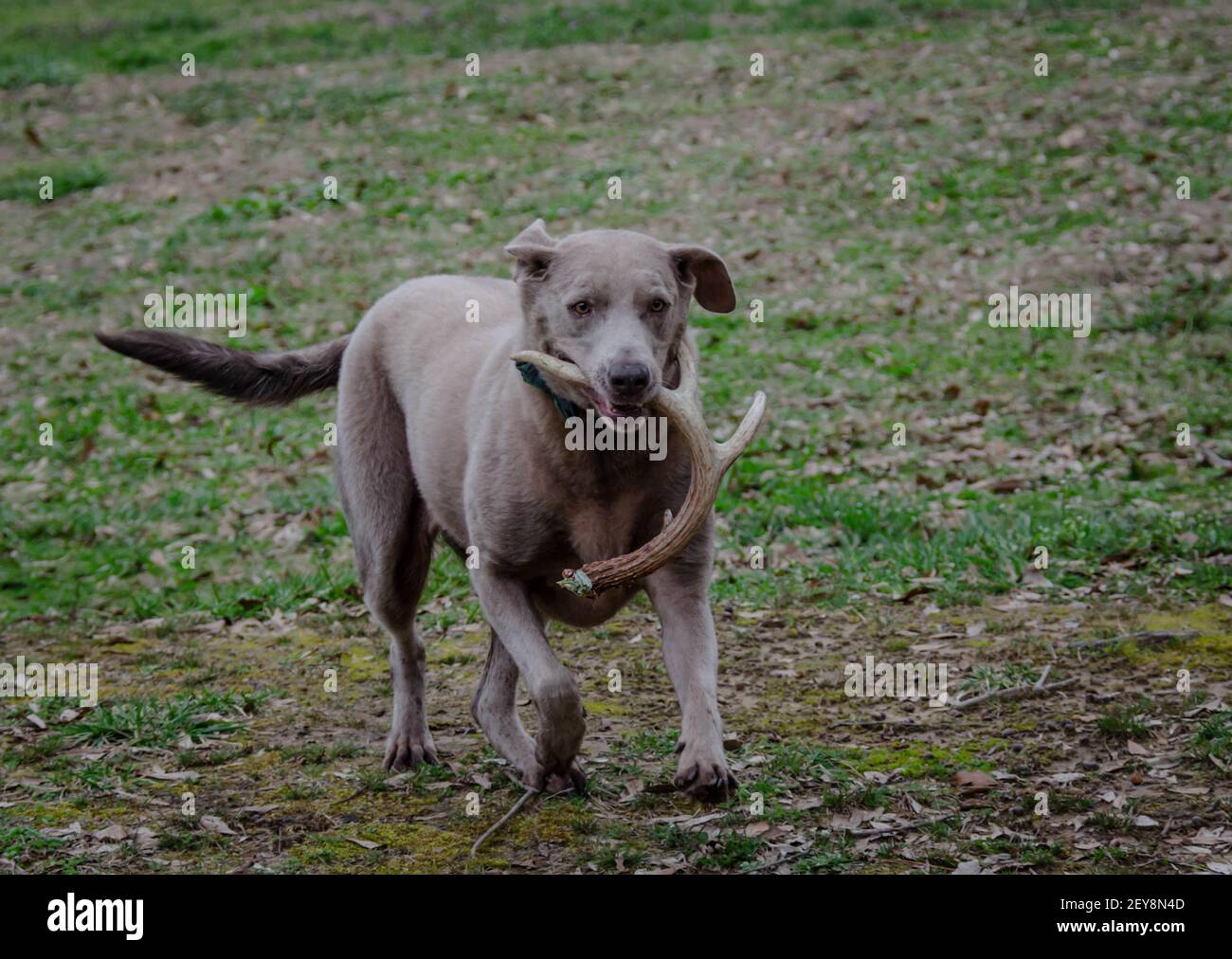 Labrador retriever dog lab hunt hi-res stock photography and images - Alamy