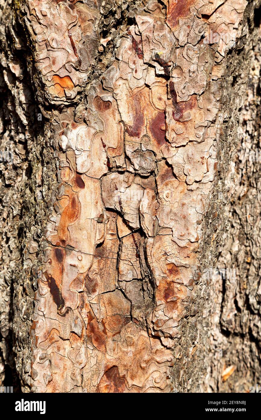 Black Pine Barck Texture Detail High Resolution Stock Photography and ...