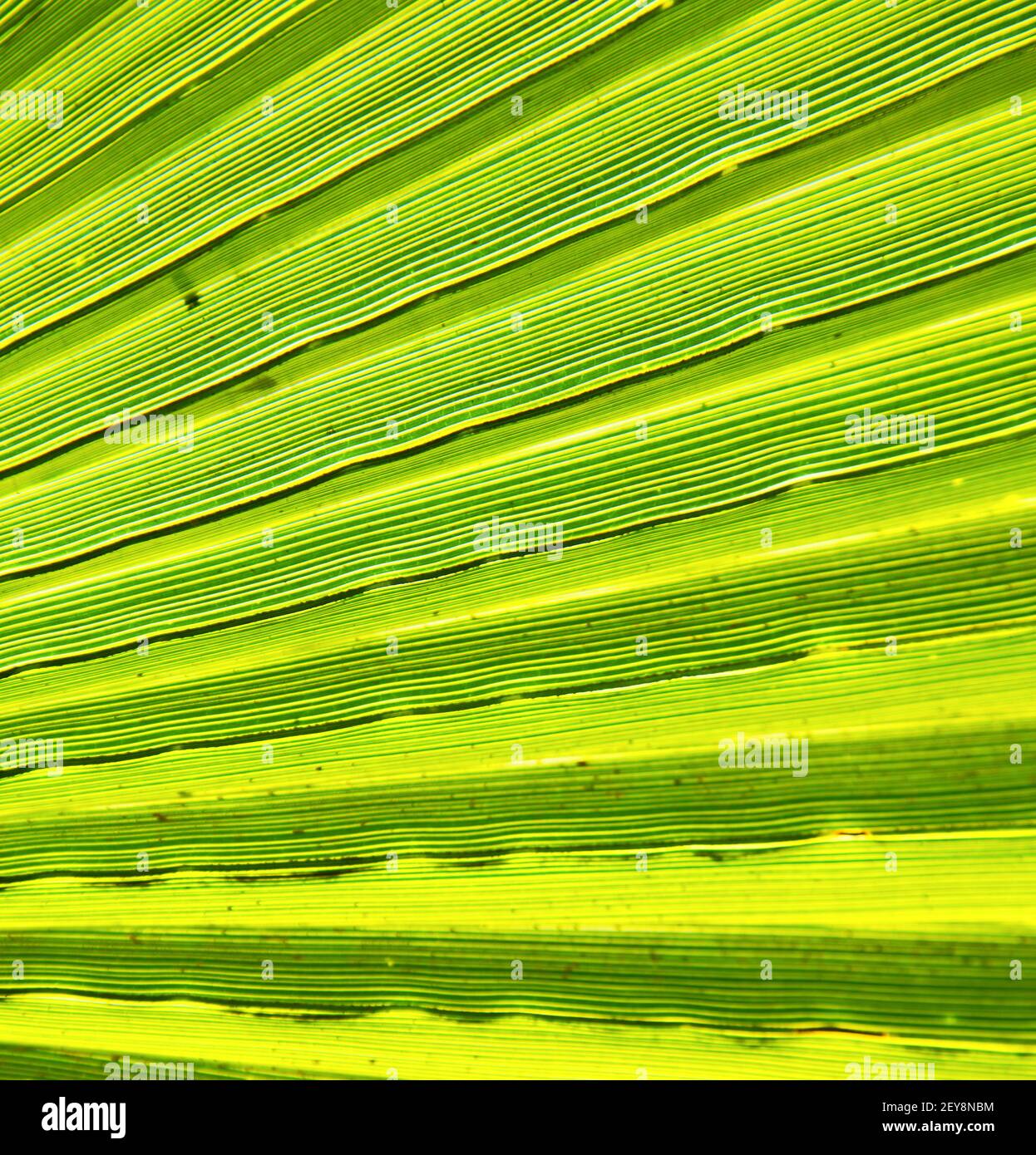 Abstract green leaf in the light and shadow morocco africa Stock Photo ...