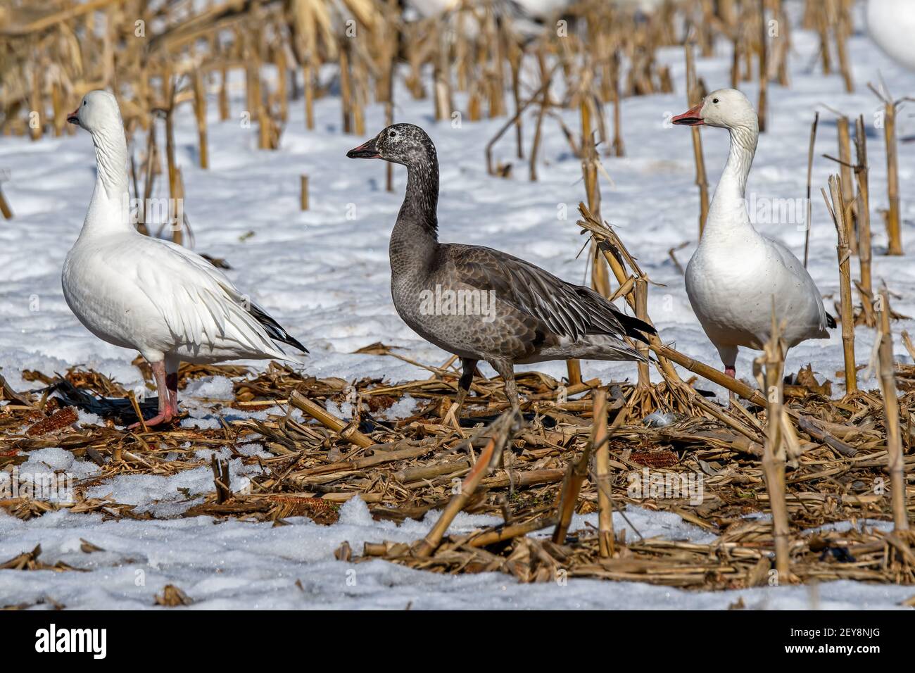 Dark adult or blue morph Snow goose feeding in a corn field during the ...