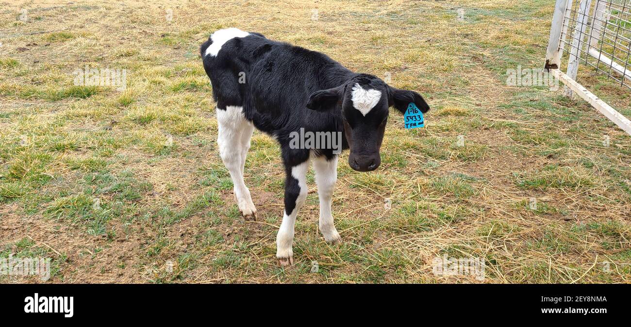 Baby Holstein Calves