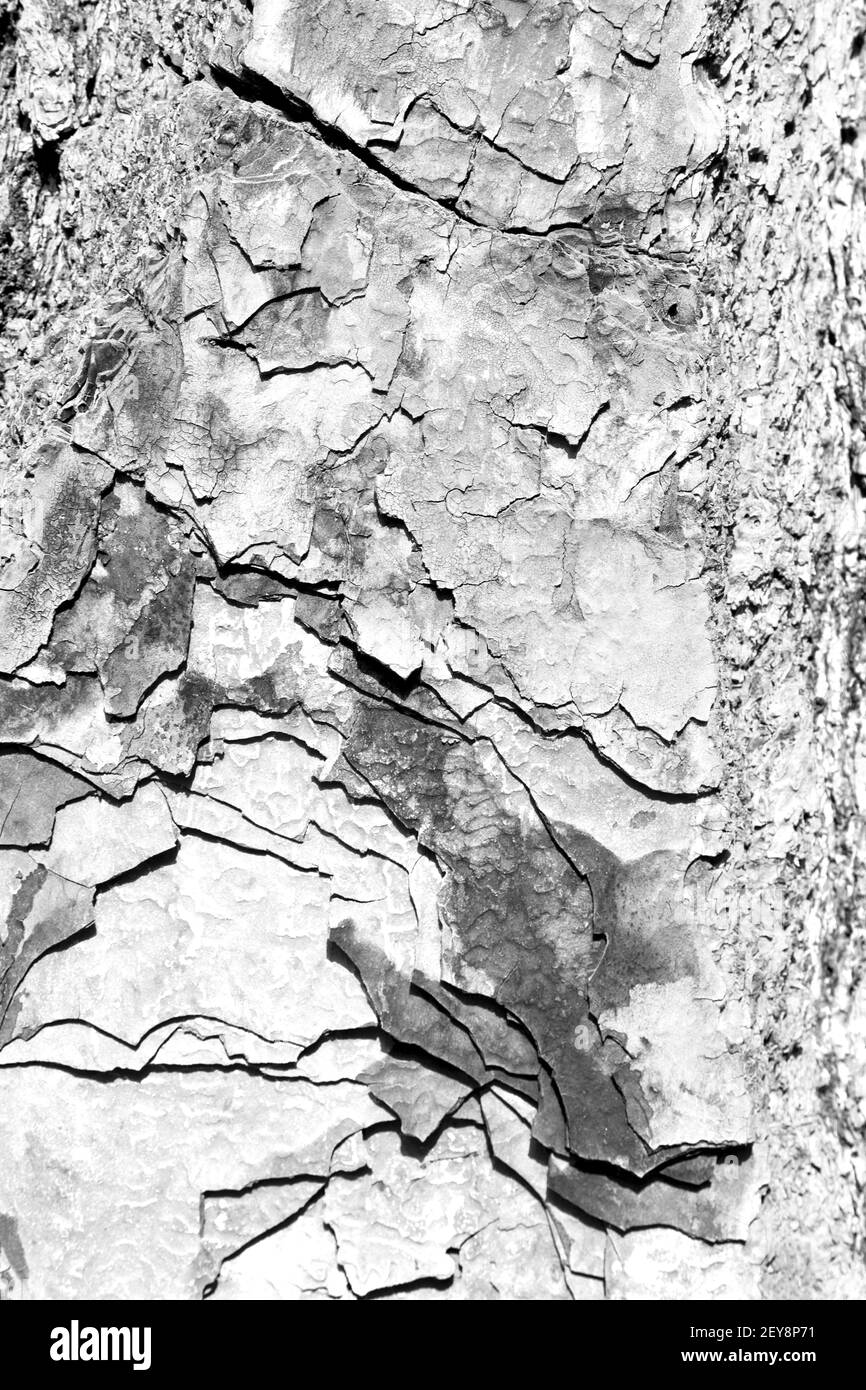 Barck in the abstract close up of a tree color and texture Stock Photo ...